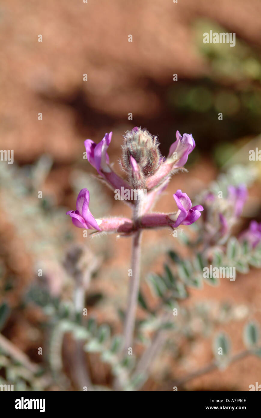 American vetch hi-res stock photography and images - Alamy