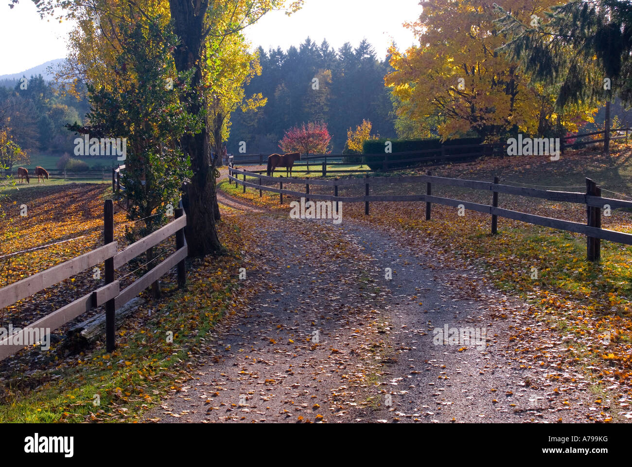 Fall Colours along a country road in the Cowichan Valley area of ...
