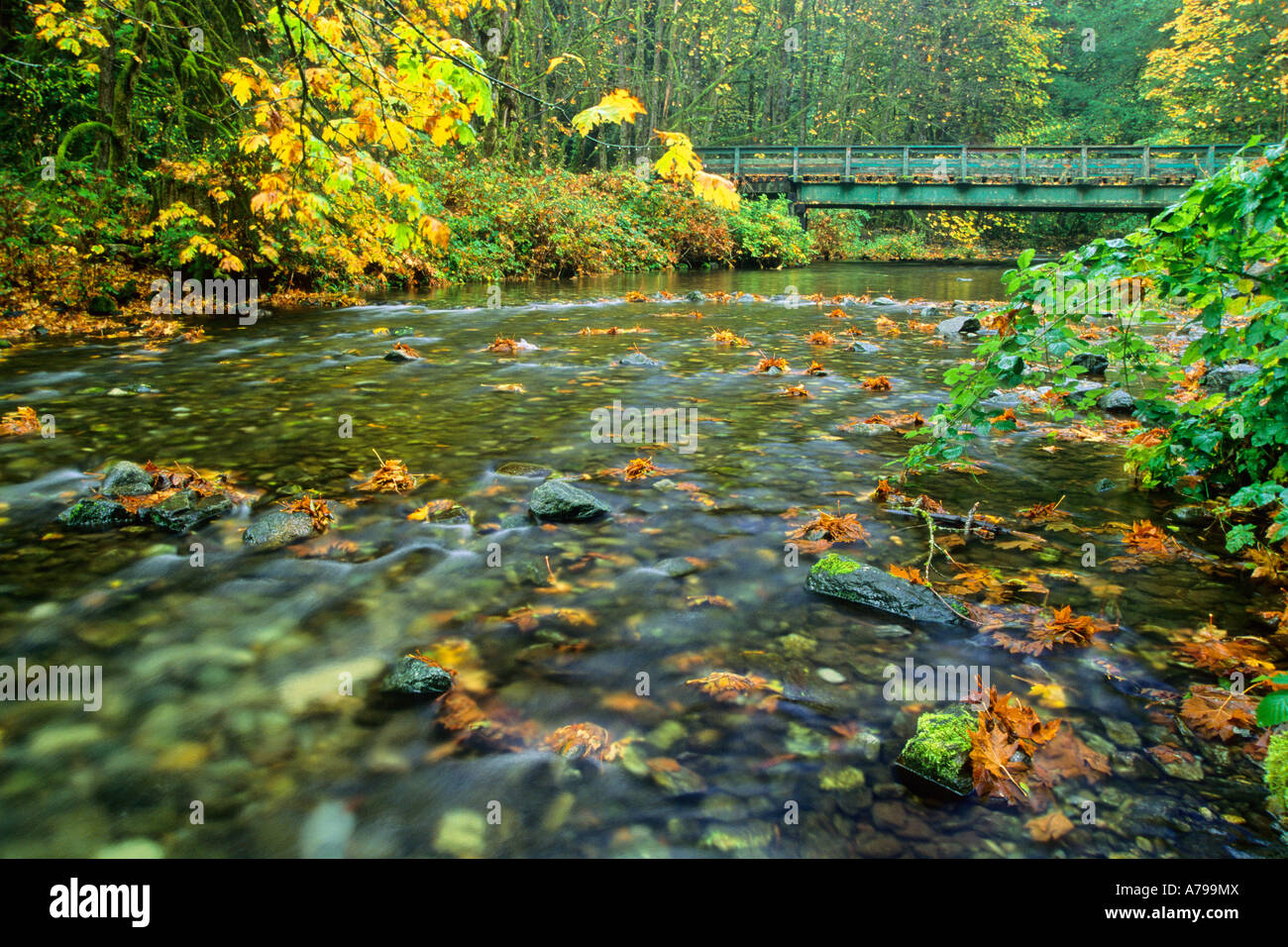 Fall colours and Goldstream River in Goldstream Provincial Park near ...