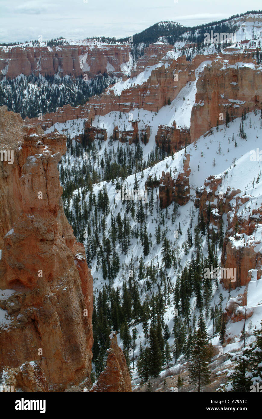 Blackbirch hi-res stock photography and images - Alamy