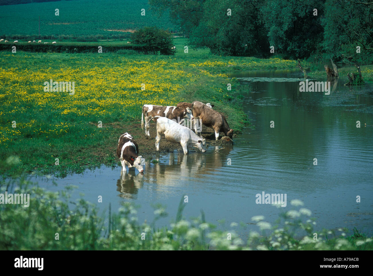 Cattle drinking stream streams hi-res stock photography and images - Alamy