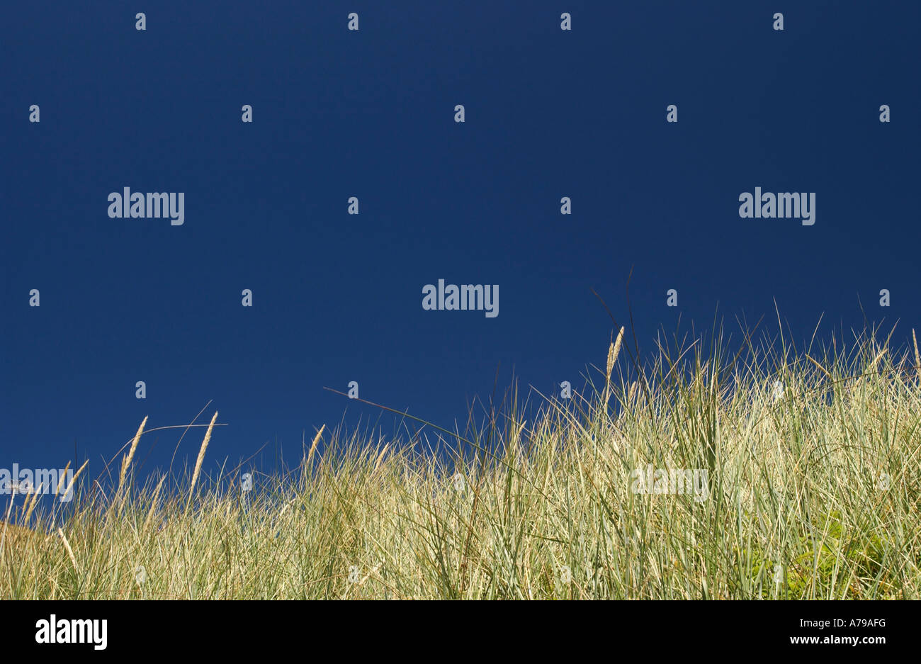 A grassy field and blue sky Oregon Coast USA Stock Photo - Alamy