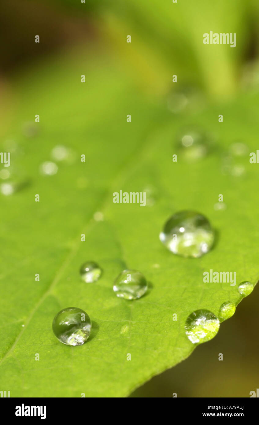 Water droplets hang off a leaf on the West Coast Trail Pacific Rim NP ...