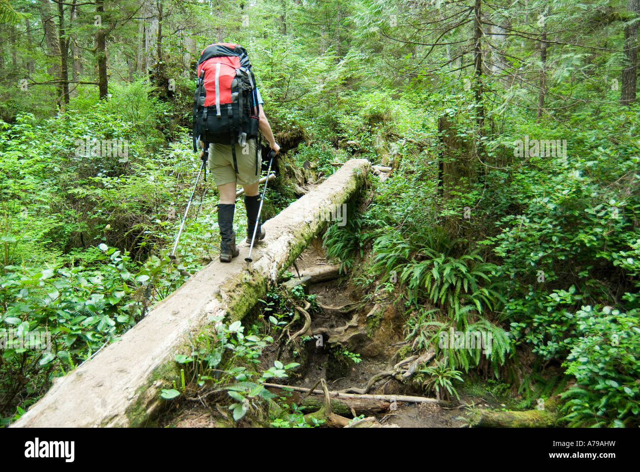 A woman hiker walks across a log bridge on the West Coast Trail Pacific ...