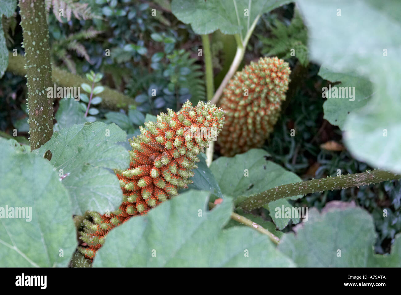 Seeds of Giant rhubarb plant Gunnera manicata in Bantry House Stock ...