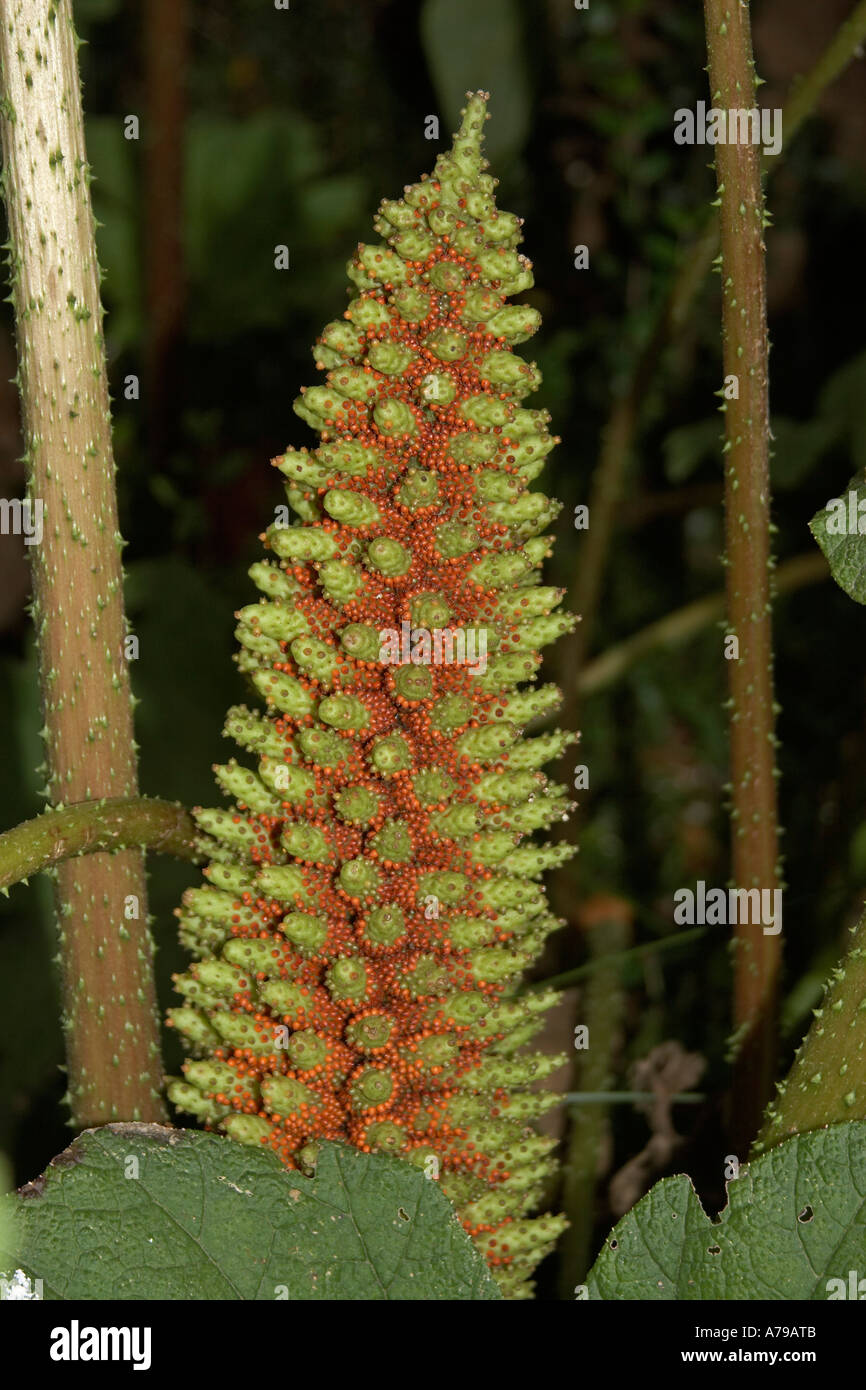Seeds of Giant rhubarb plant Gunnera manicata in Bantry House Stock ...