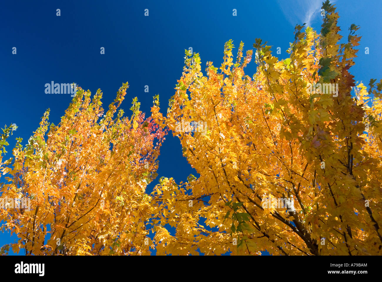 Colourful Maple trees in the fall in downtown Vancouver BC Stock Photo ...