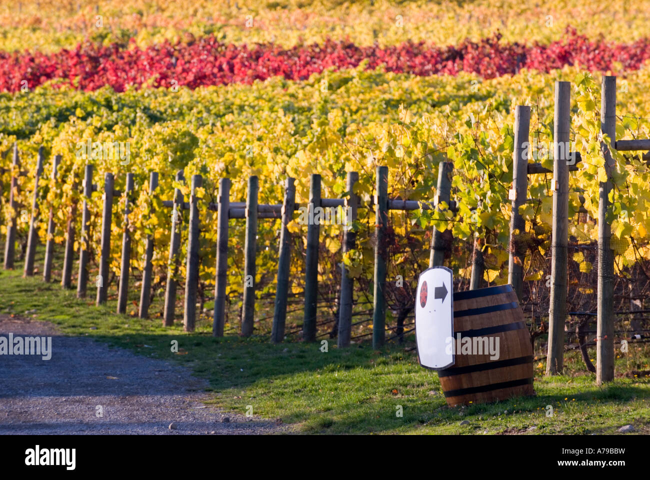 Fall Colours at a vineyard in the Cowichan Valley area of Vancouver ...