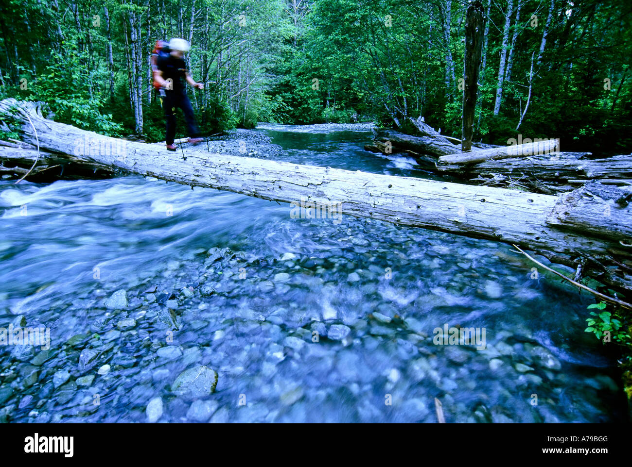 A hiker crosses the Elk River Trail on a log en route to climb Elkhorn ...