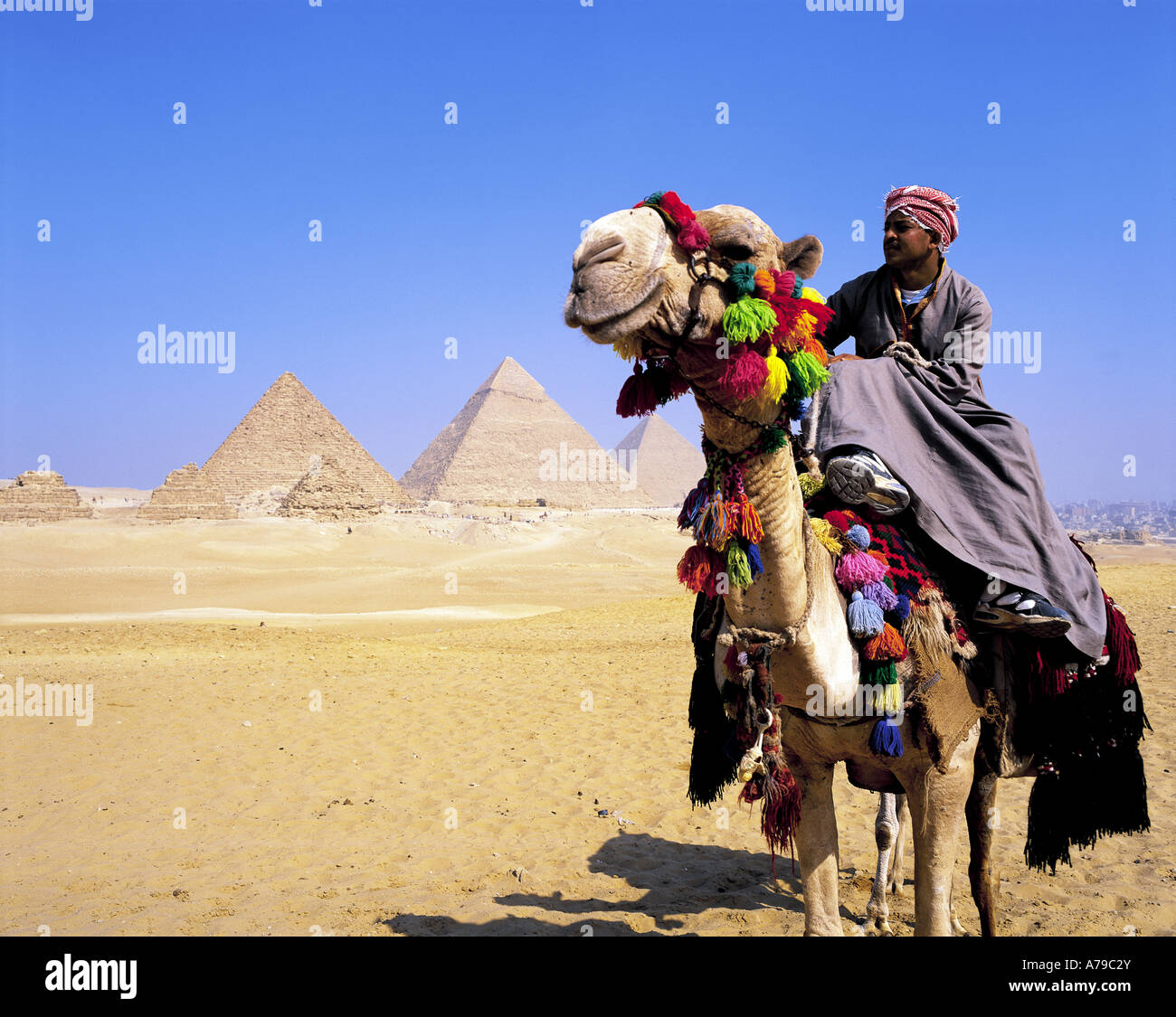 Camel rider at Giza pyramids Cairo Egypt Stock Photo - Alamy