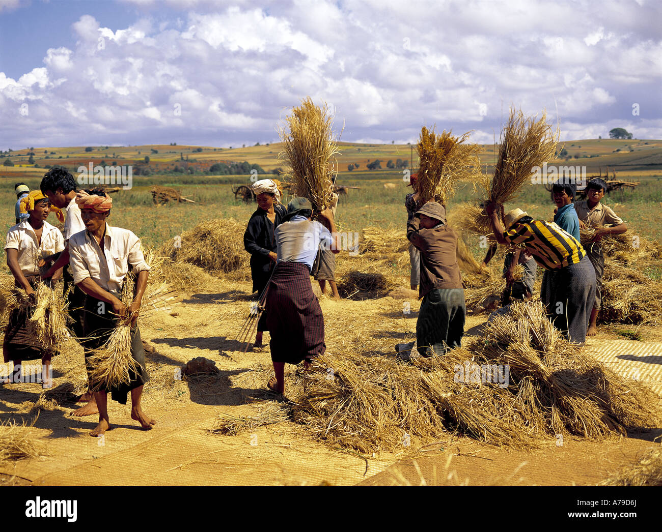 Farmers threshing rice in Shan State Burma Myanmar Stock Photo - Alamy