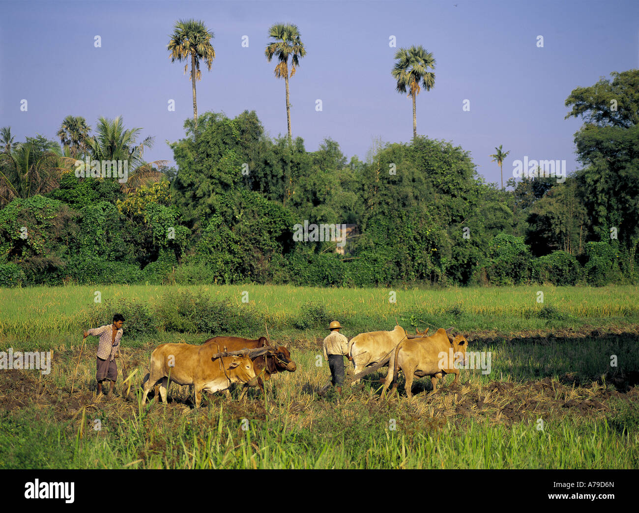 Cows tilling paddy field near Mandalay Burma Myanmar Stock Photo - Alamy