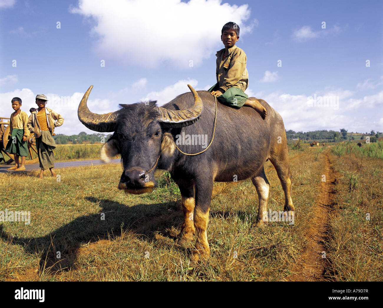 Boy on water buffalo hi-res stock photography and images - Alamy