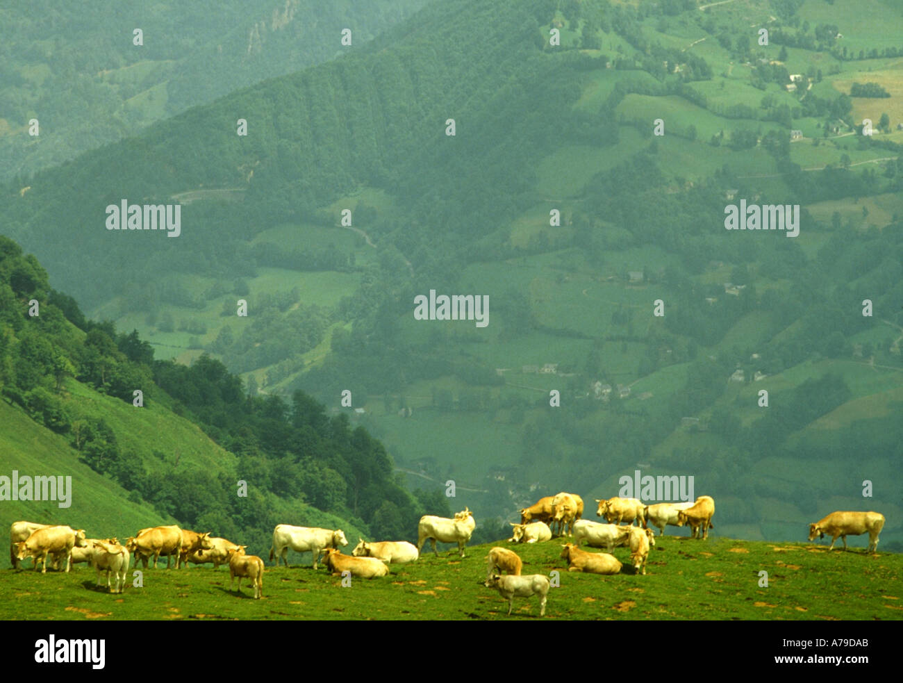 cattle col d'aubisque pyrenees france Stock Photo - Alamy