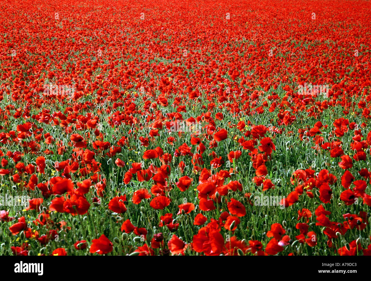 france nord picardy picardy somme poppy fields world war one ...