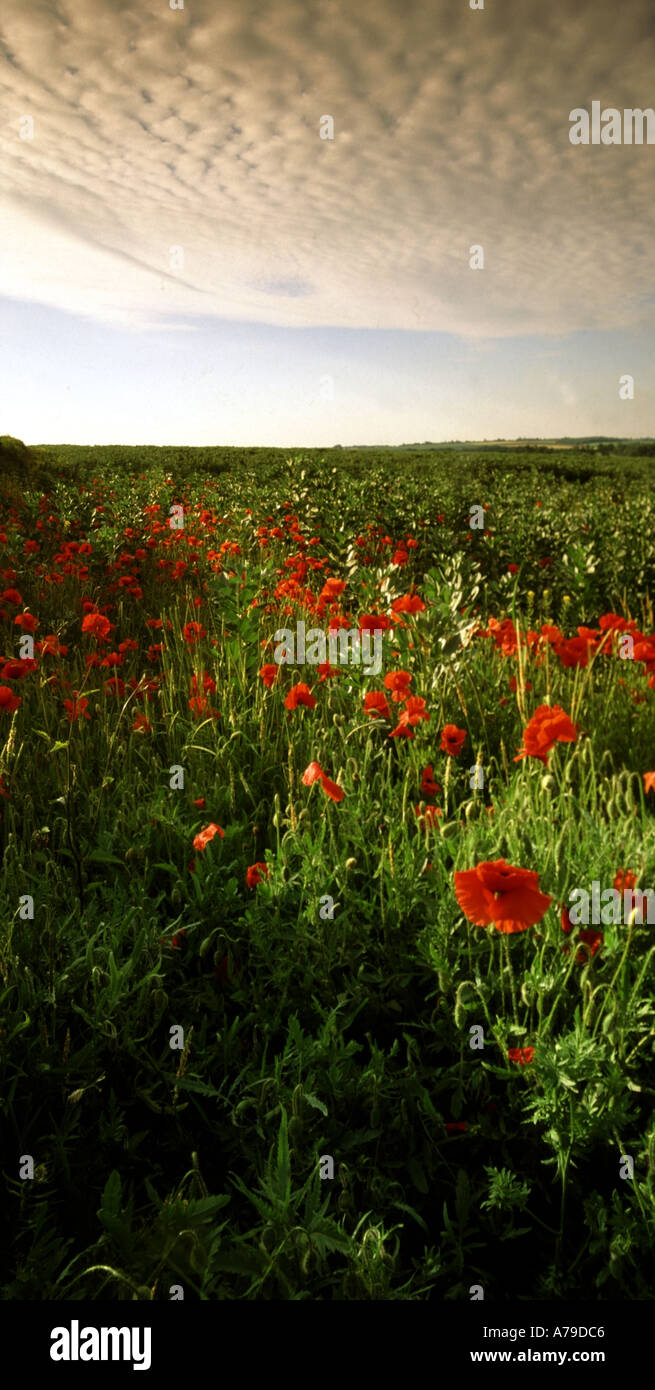 World war one symbols hi-res stock photography and images - Alamy