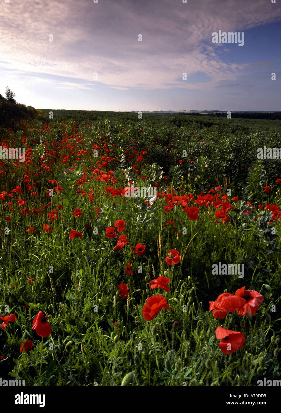 World war one symbols hi-res stock photography and images - Alamy
