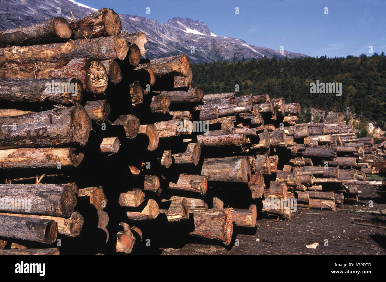 Cut trees in Skagway Alaska Stock Photo - Alamy