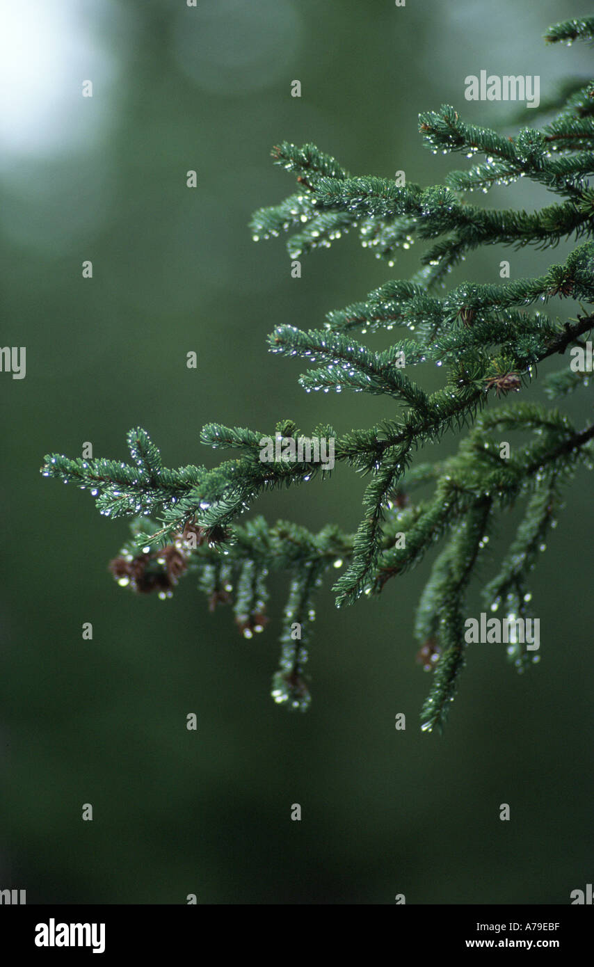 Pine tree branched during a rain storm Stock Photo - Alamy