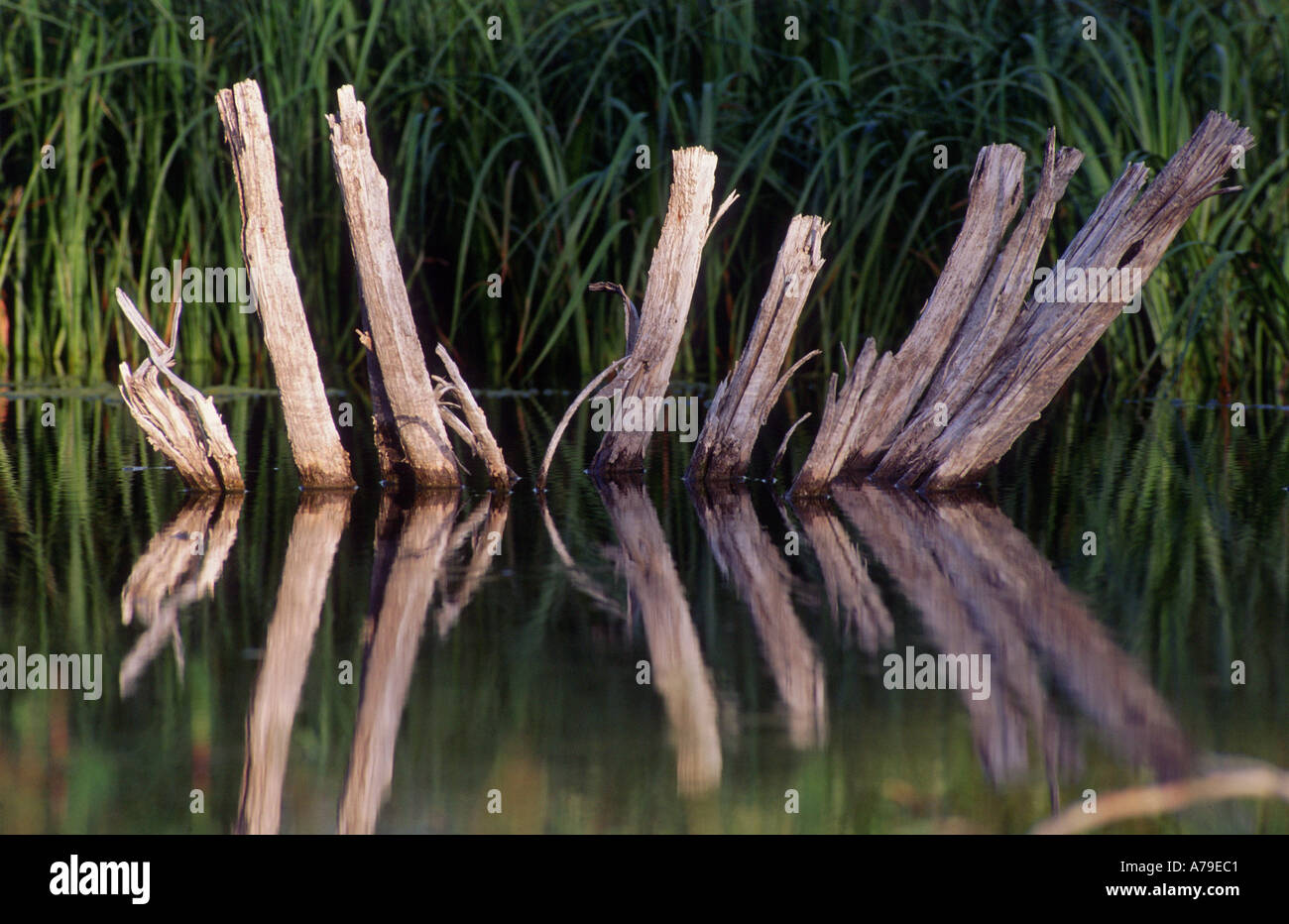 Tree stumps in a lake hi-res stock photography and images - Alamy