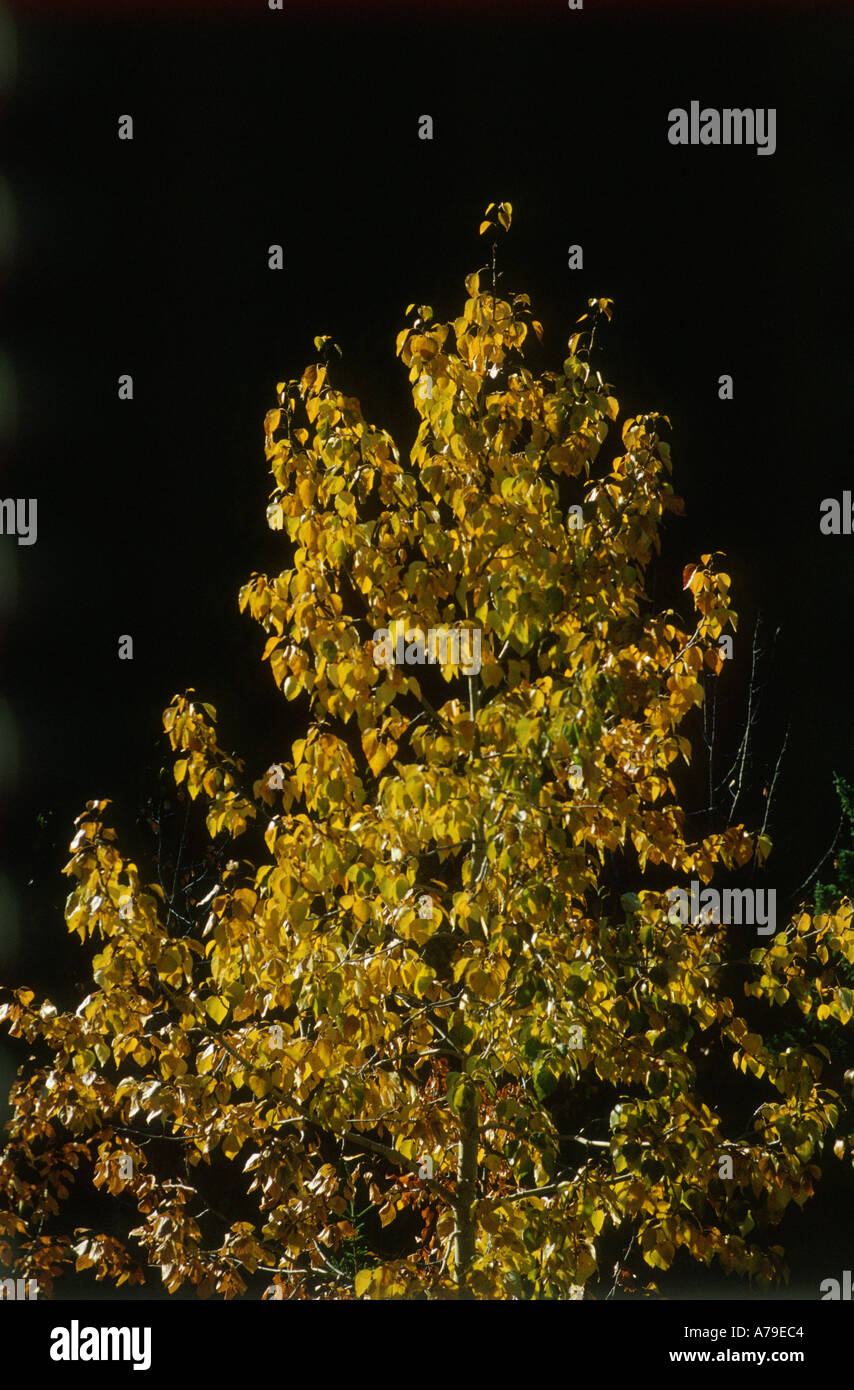 The upper branches of a Poplar tree Stock Photo - Alamy