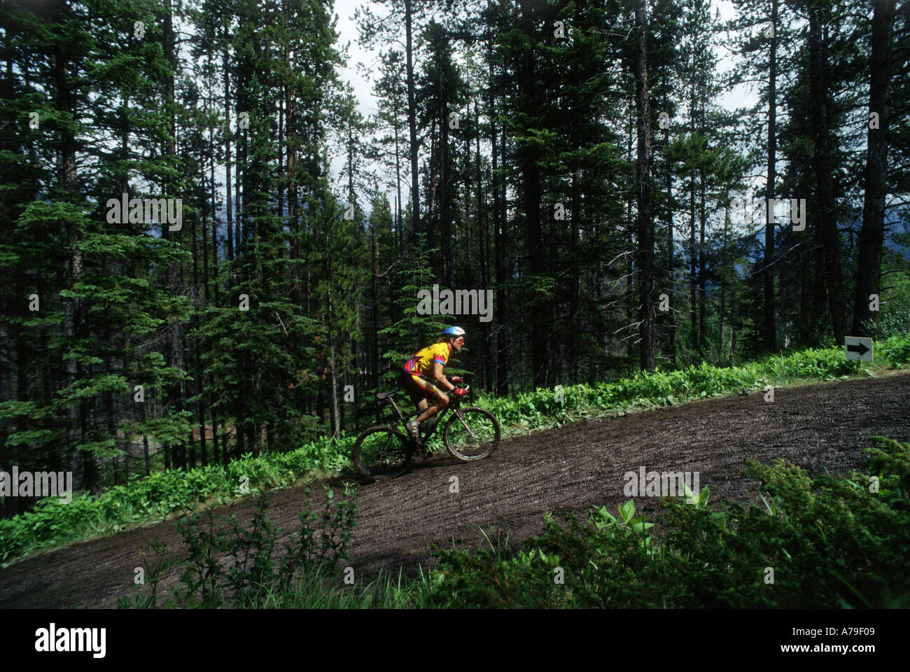 mountain bike racer in tree lined race Stock Photo - Alamy