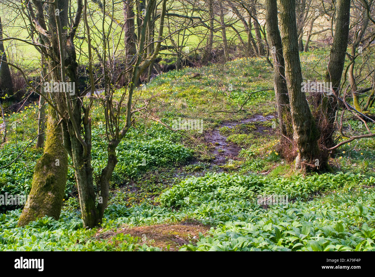 Wild Daffodils, Farndale Valley, North Yorkshire, England, UK Stock ...