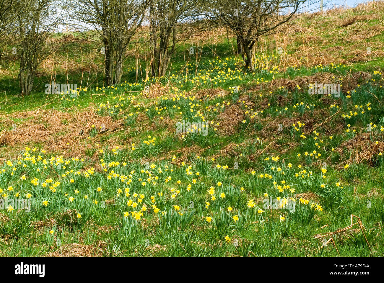 Wild Daffodils, Farndale Valley, North Yorkshire, England, UK Stock ...