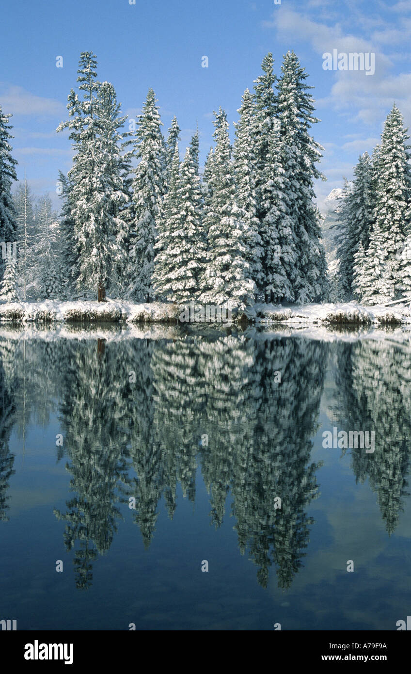 Winter reflection of snow laden trees Stock Photo - Alamy