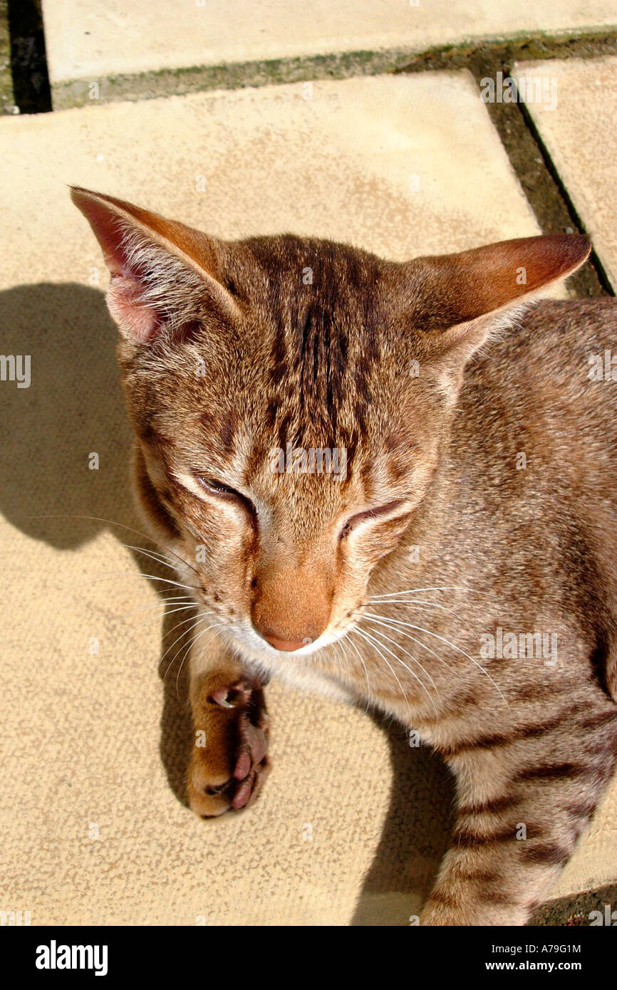 Domestic Pet Cat Stock Photo - Alamy