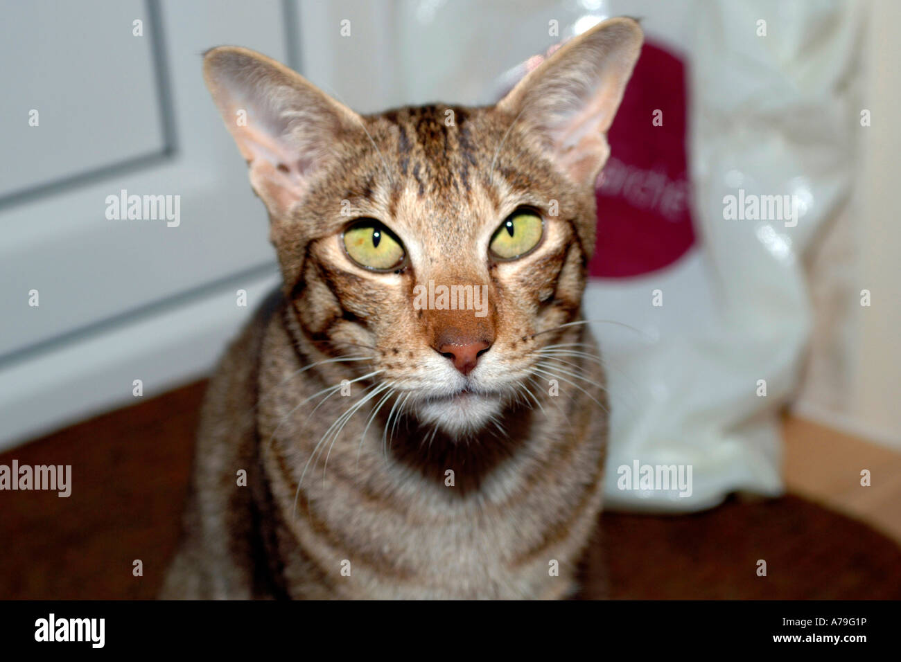 Domestic Pet Cat Stock Photo - Alamy