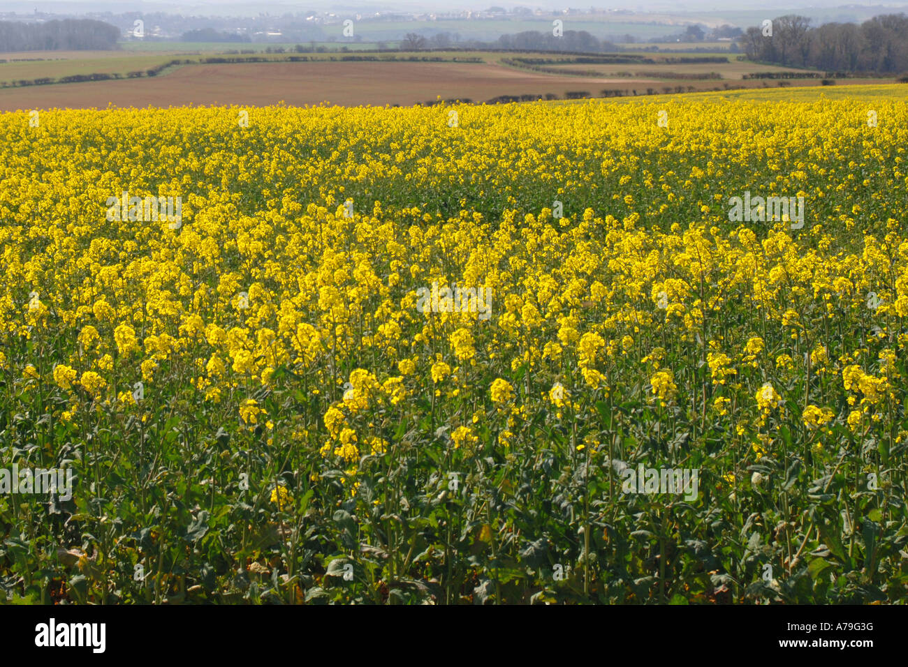 A field crop of Yellow Rapeseed grown for its natural oils Stock Photo ...