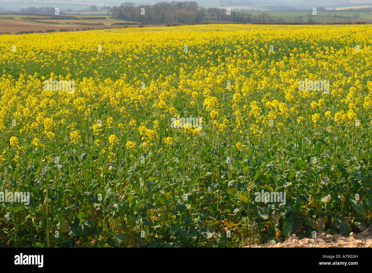 A field crop of Yellow Rapeseed grown for its natural oils Stock Photo ...