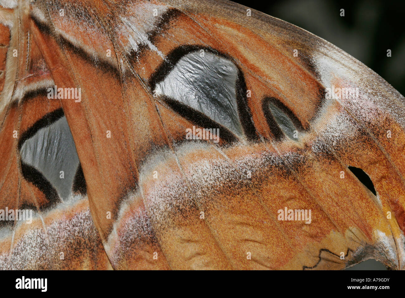 Atlas Moth wing detail, Attacus atlas Stock Photo - Alamy