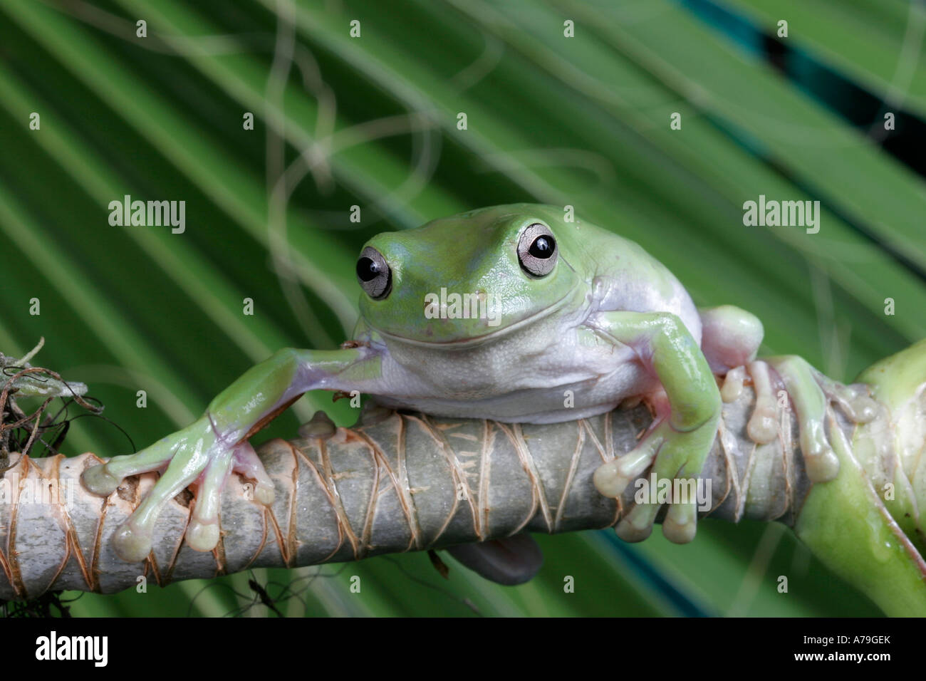 White's Tree Frog, Litoria caerulea, New Zealand Stock Photo - Alamy