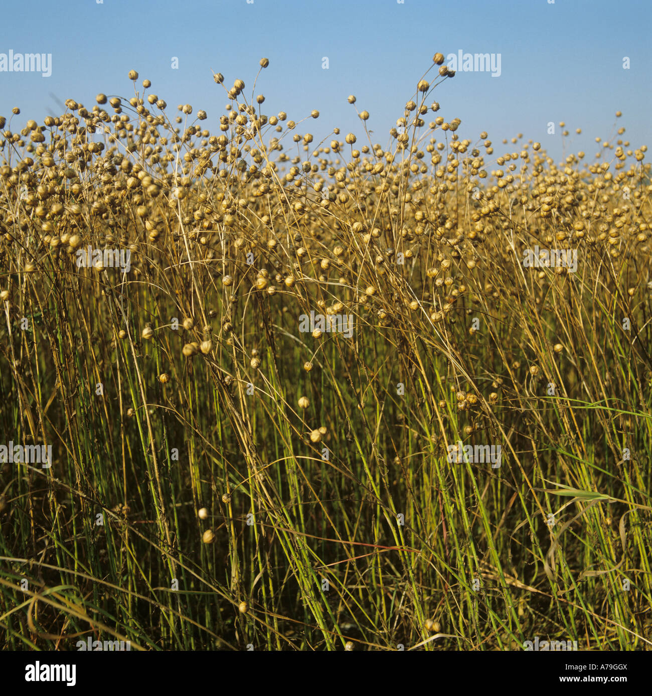 Linseed crop hi-res stock photography and images - Alamy