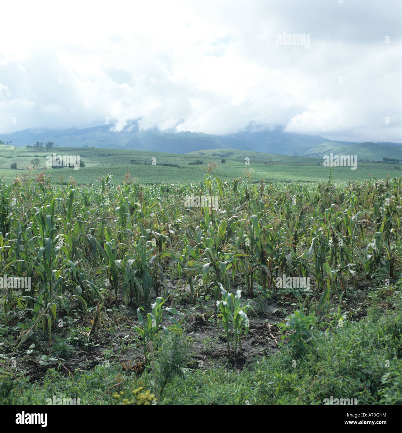 Poor unirrigated maize crop in Tanzanian farmland near Arusha Stock ...