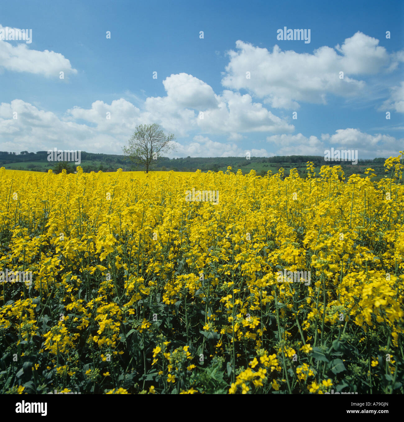 Oilseed rape crop in full flower Gloucestershire Stock Photo - Alamy