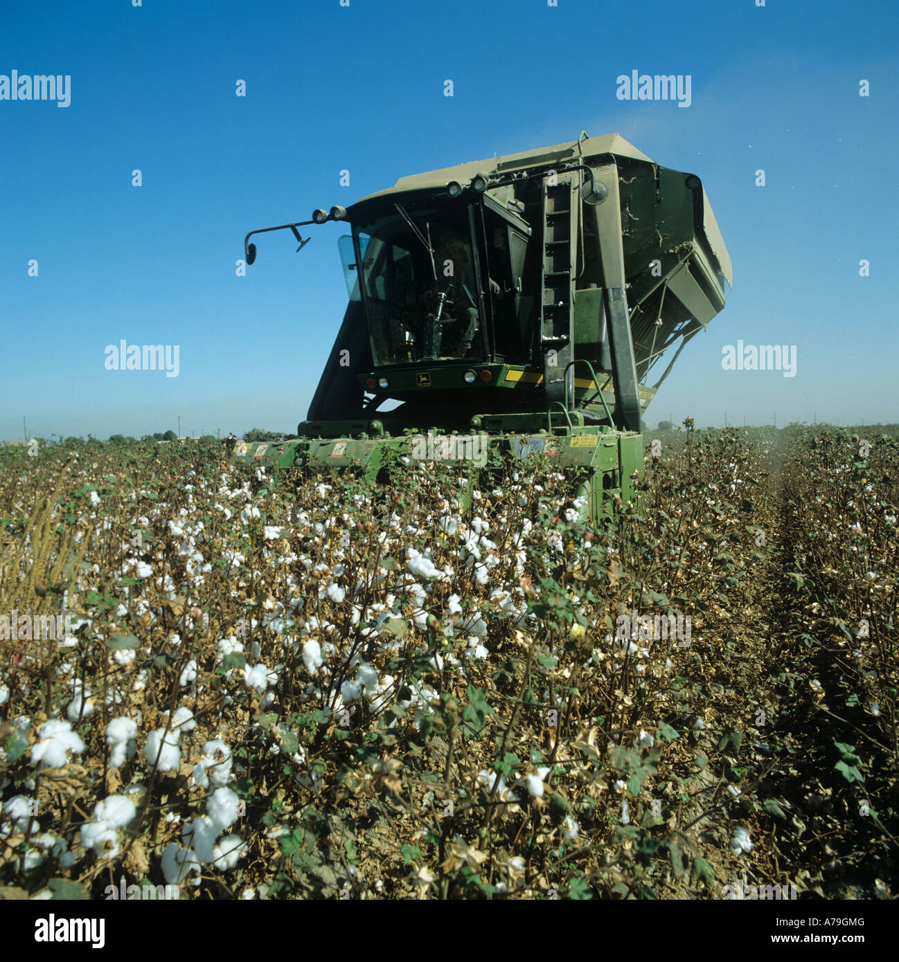 John Deere four row cotton picker harvesting cotton crop California ...