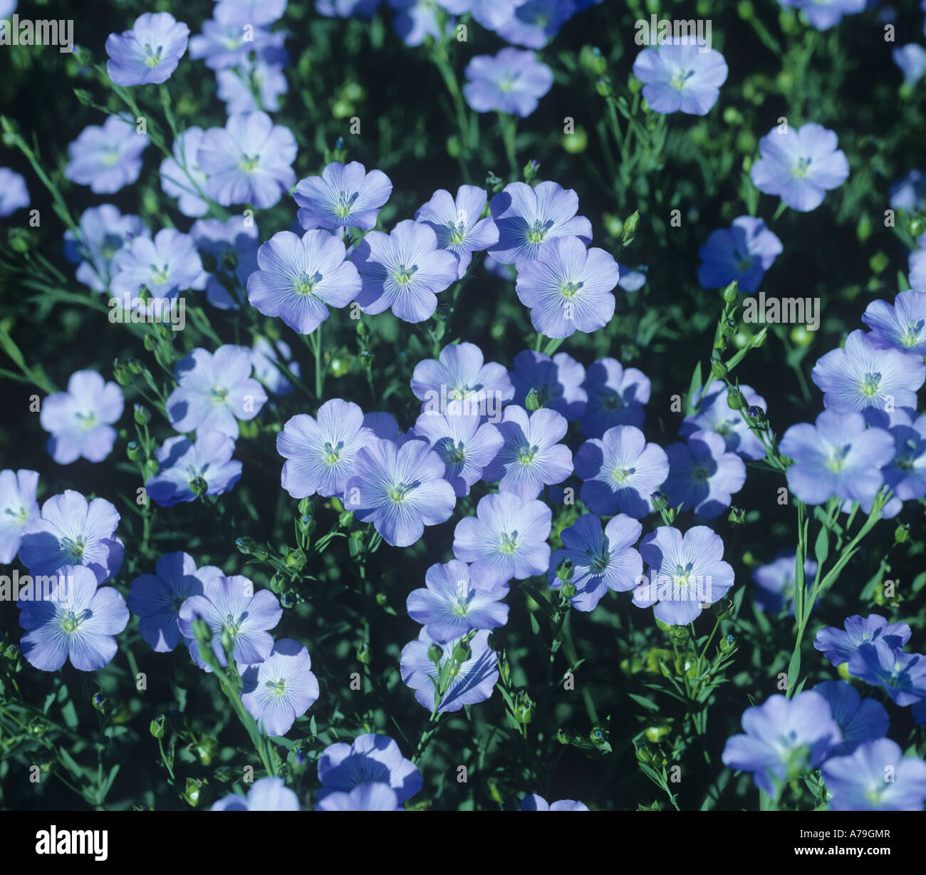 Linseed flowers hi-res stock photography and images - Alamy