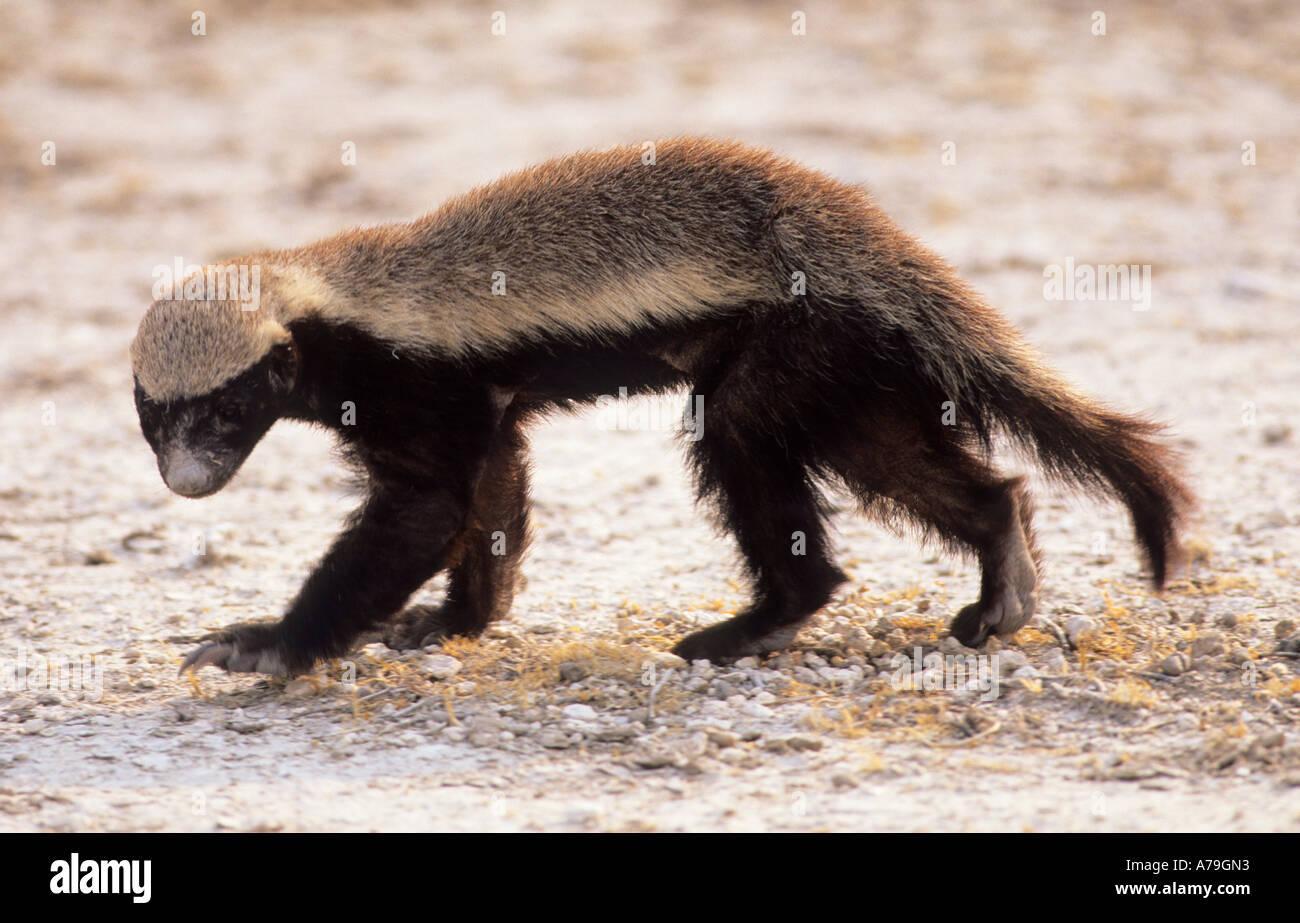 Honey Badger or ratel Mellivora capensis in Etosha National Park ...
