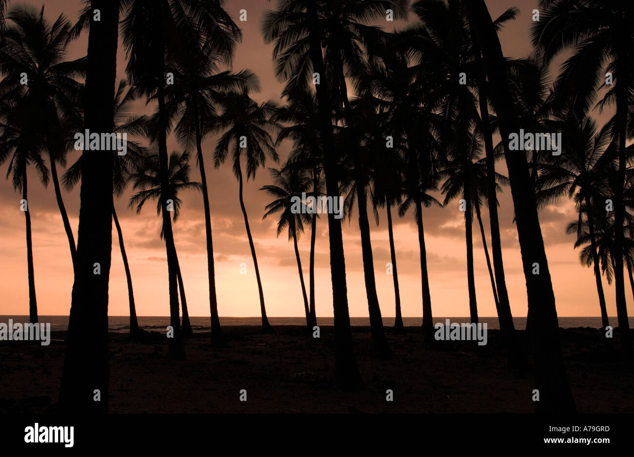 Palm Grove at Sunset 3 Stock Photo - Alamy
