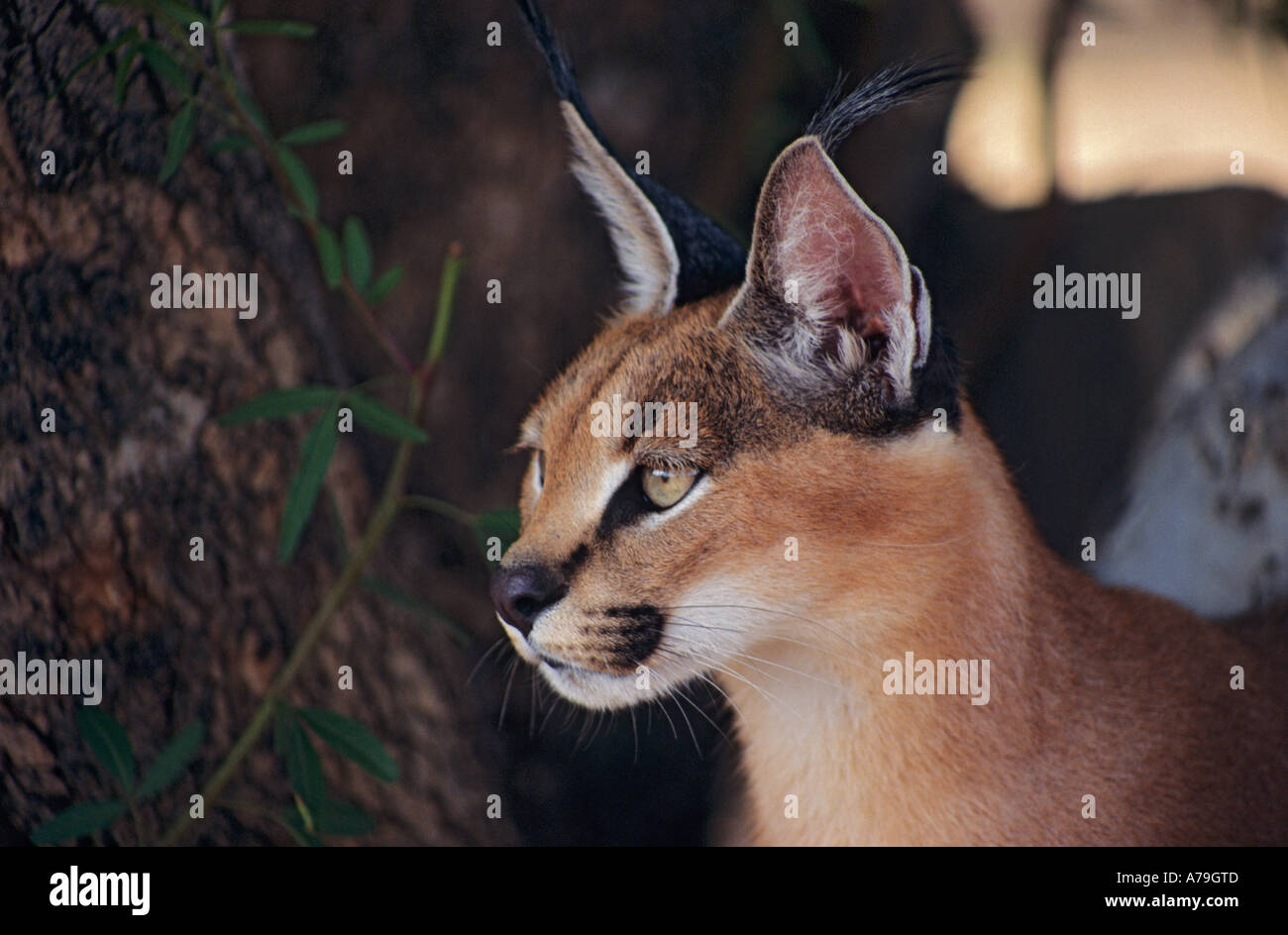 Lynx Africa High Resolution Stock Photography and Images - Alamy
