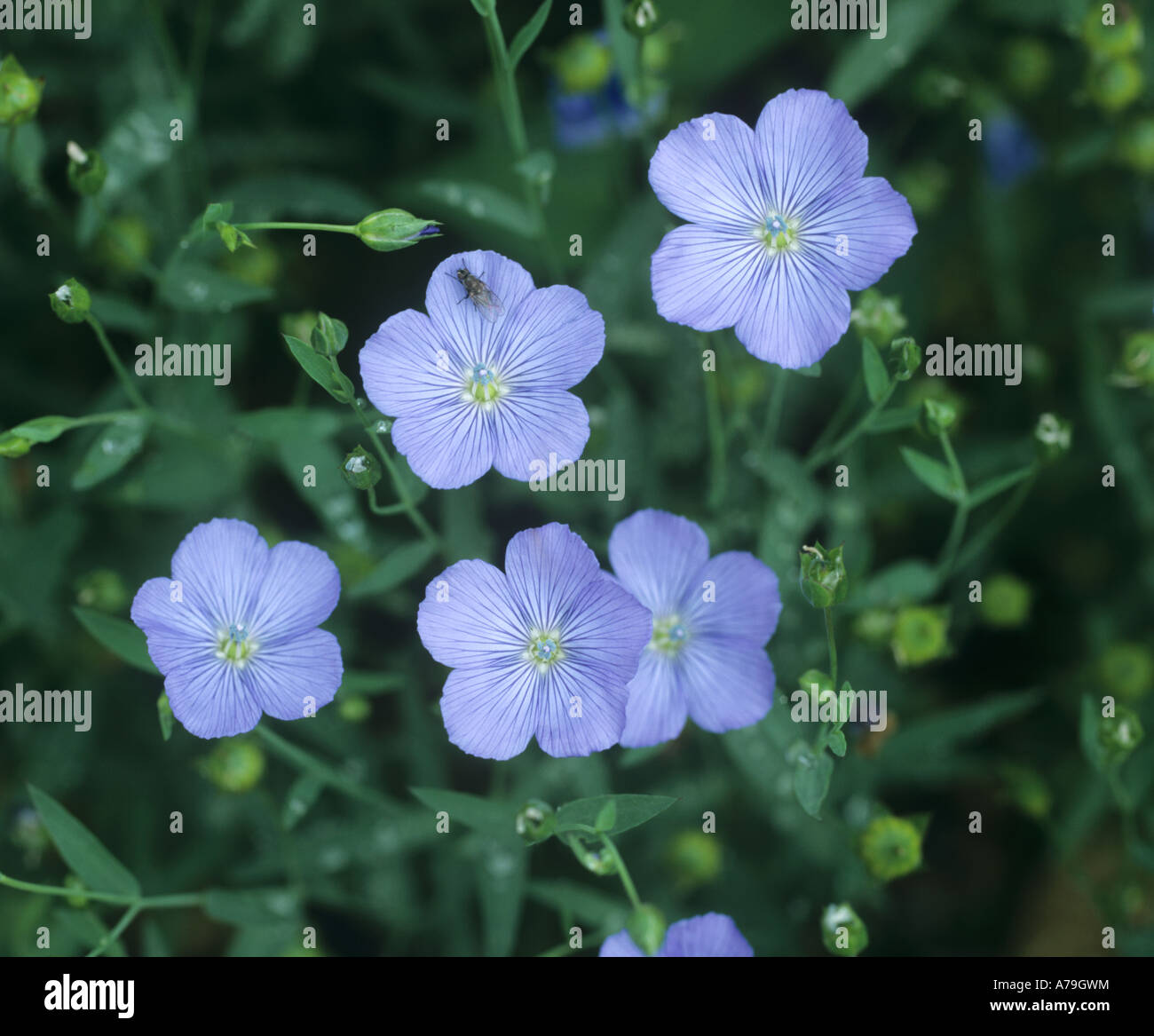 Looking down on blue flowers of a linseed crop on a summer morning ...