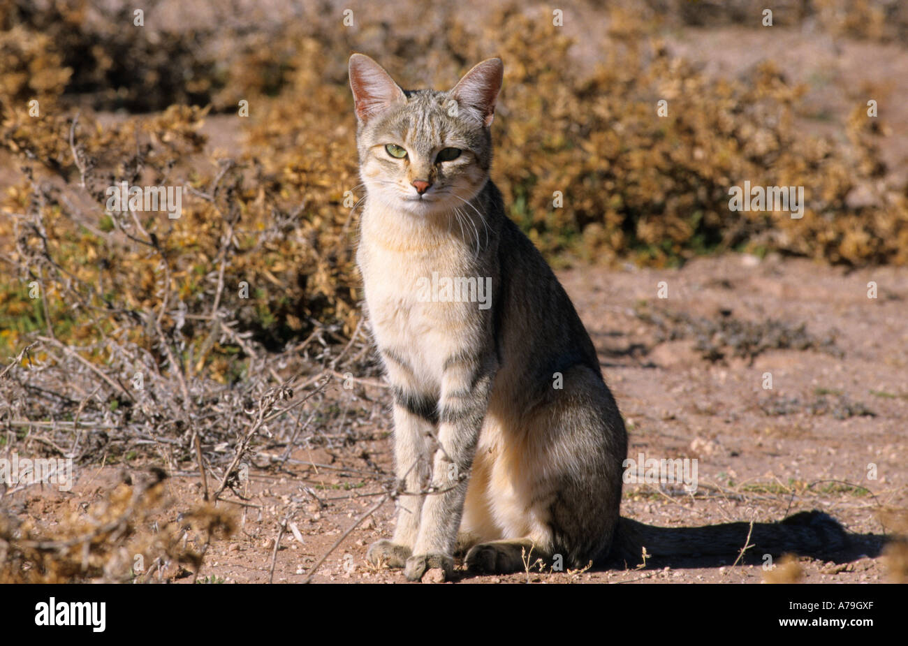 African wildcat Felis lybica in the Kgalagadi Transfrontier Park ...