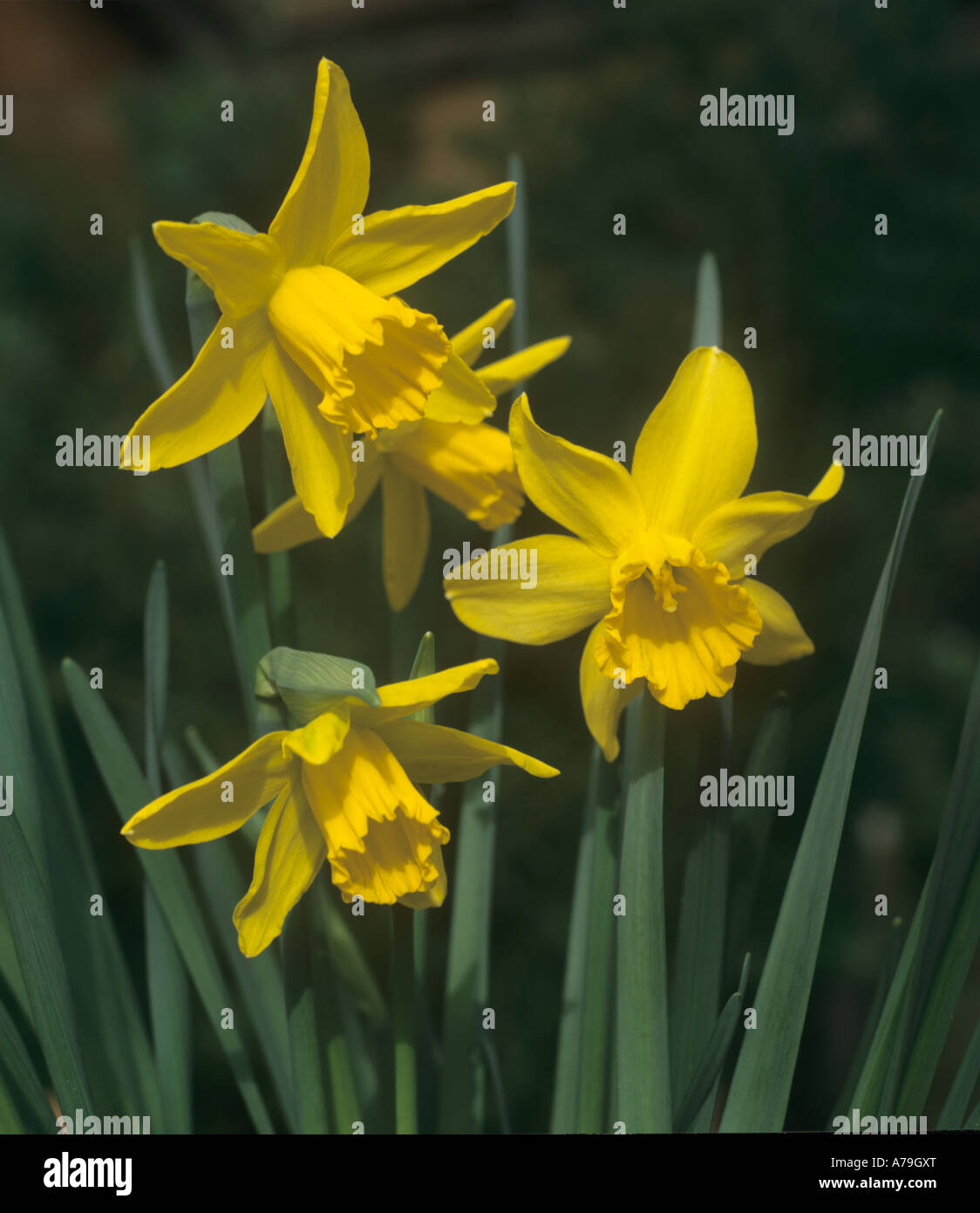 Narcissus February Gold flowers Stock Photo - Alamy