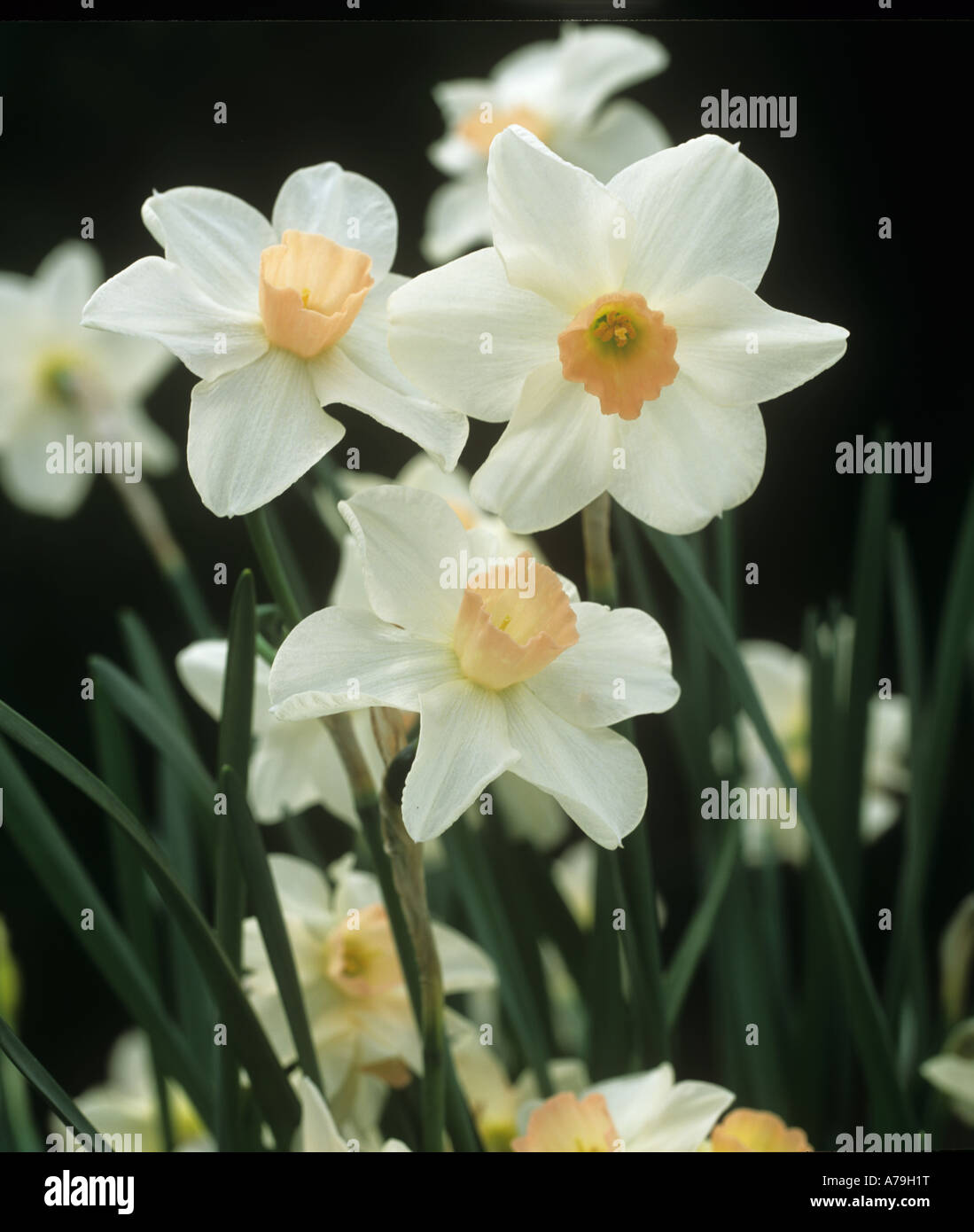Narcissus Bellsong flower Stock Photo - Alamy