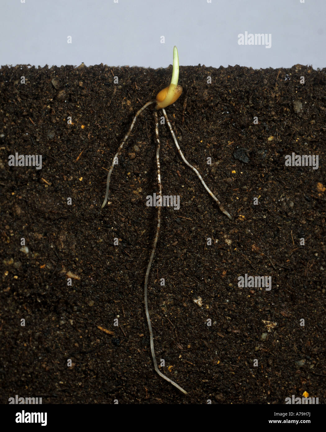 Seedling wheat plant germinating on soil background Stock Photo - Alamy