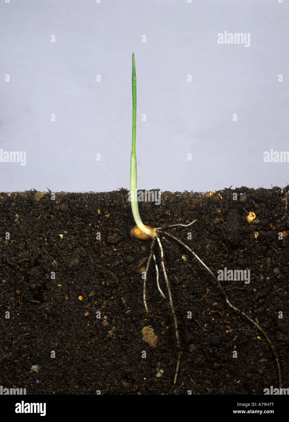 Wheat seedling with single leaf shoot seed and roots in glass sided ...