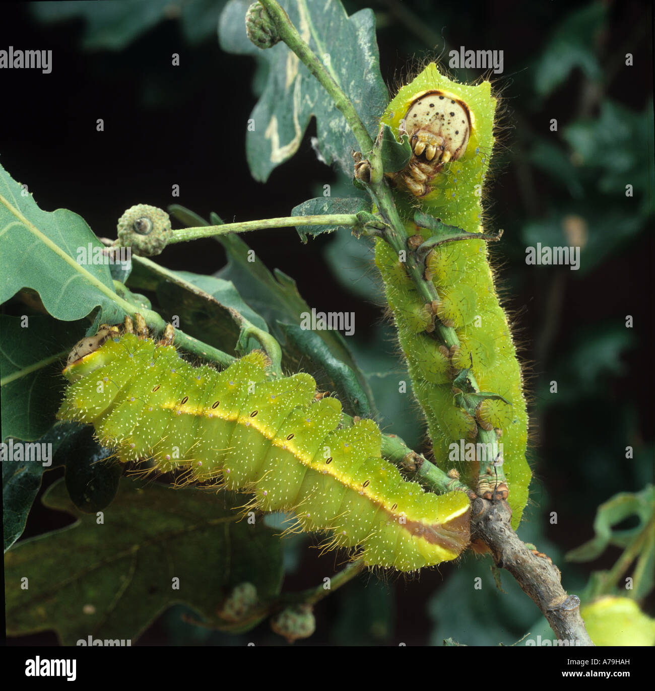Chinese oak silkworm or tussar moth Antheraea pernyi caterpillars on ...